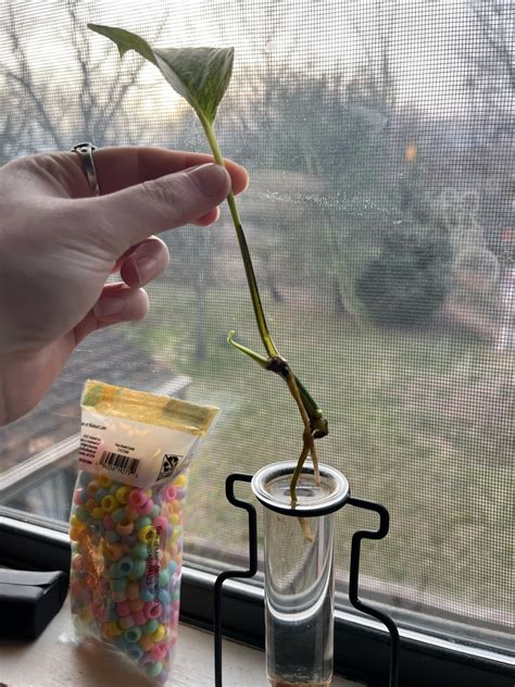 Leaf Regenerating R Pothos