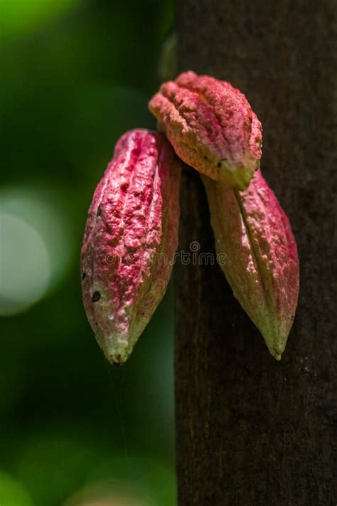 Cocoa Pods Stock Image Image Of Asia Meals Kernel Beans