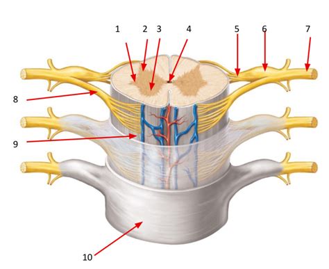 Axon Diagram Quizlet