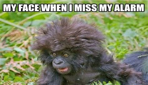 Funny Monkey Memes For Monkey Day 2020 Digital Mom Blog