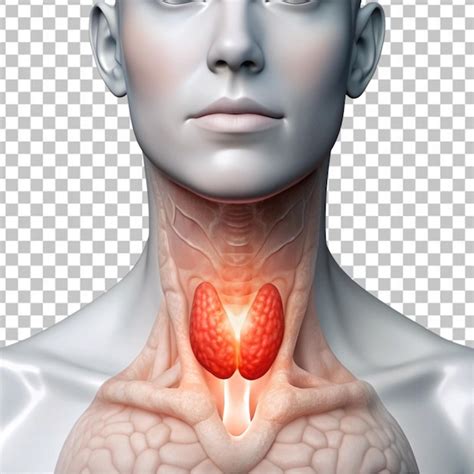 Thyroid Gland Visualization Psd High Quality Free Psd Templates For