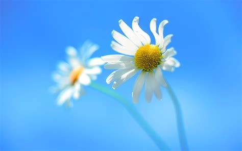 Windows 8 Desktop Wallpapers And Backgrounds Wallpape
