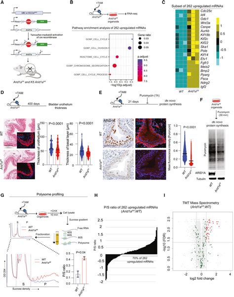 Loss Of Arid1a Leads To Gene Specific Transcriptional Translational