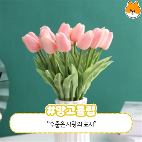 여자들의 필수꿀팁 알고 주면 좋은 꽃말 모음💐 꽃 선물할때 알아두면 좋음 출처