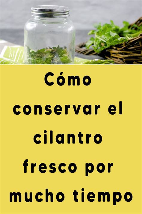 Cómo Conservar El Cilantro Fresco Por Mucho Tiempo
