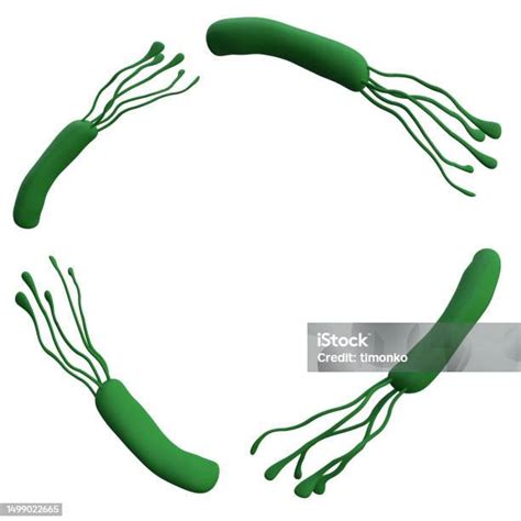 헬리코박터 파일로리 박테리아 3d는 텍스트 장소와 함께 사실적인 프레임을 렌더링합니다 클리핑 패스로 격리됩니다 미생물학 건강 인간 삽화 건강 진단에 대한 스톡 사진 및 기타