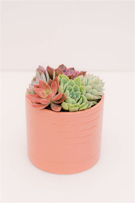 Diy Just Peachy Succulent Planter Kit In Succulent Love