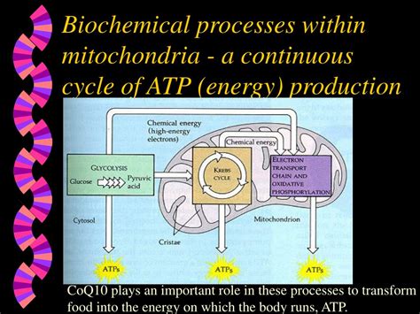 Ppt Isotonix Coenzyme Q10 Powerpoint Presentation Free Download Id
