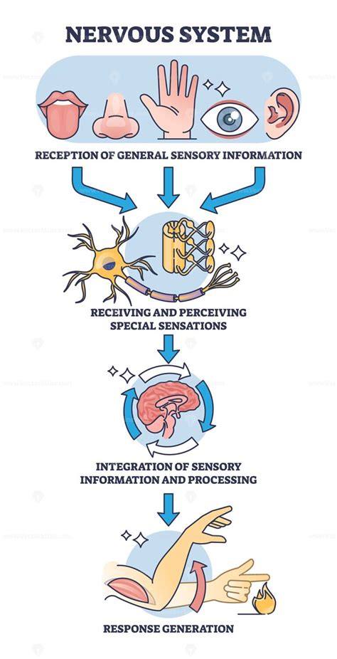 Nervous System With Brain Signal Processing And Integration Outline Diagram Vectormine