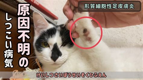 原因不明の病気すみの前足に新たな症状があらわれたので病院へ YouTube