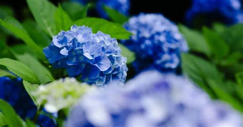 Protect Hydrangeas This Winter With Experts Tips And Advice On