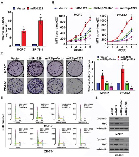 Mir 1229 Upregulation Promotes Breast Cancer Cell Proliferation In