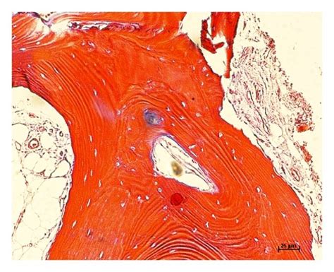 A Histological Image Of Control Group Stained By Massons Trichrome