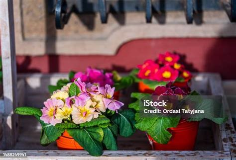 背景に花壇に黄色の真ん中と白赤ピンクの先端を持つプリムラ春の花 まぶしいのストックフォトや画像を多数ご用意 まぶしい カラフル