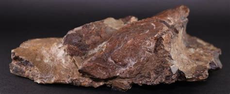 So I Found This Triceratops Skull Fossil On Etsy Now Its Weird Seeing
