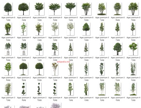 50 Transparent Premium Tree Pack PSD Arkipedia EN