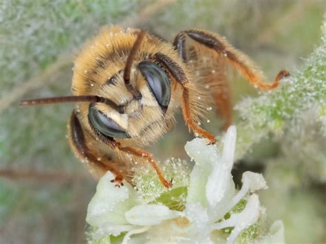 Exomalopsis And Anthophorula Bees Native Bees Of Texas