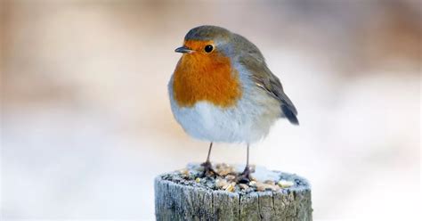 Two Robins Euthanised After Being Cruelly Stuck To Deadly Glue Trap In