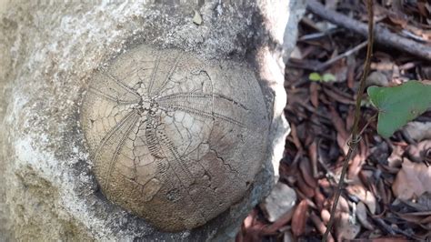 Fossile D Oursin