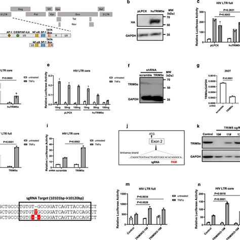 Trim5α Suppresses The Reactivation Of Hiv 1 Ltr Driven Gene Expression