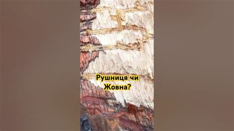 Жовна бє дерева як з рушниці Чорний дятел жовна дятел рушниця Youtube