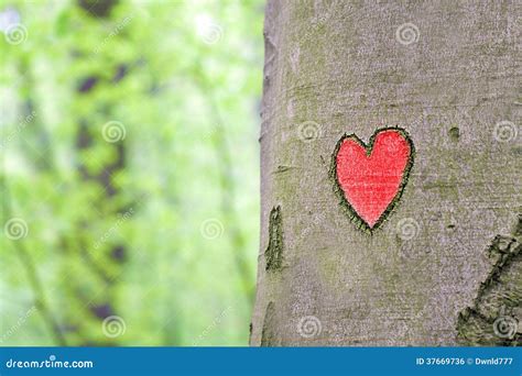 Red Heart Engraved In The Tree Stock Photo Image Of Scar Nature