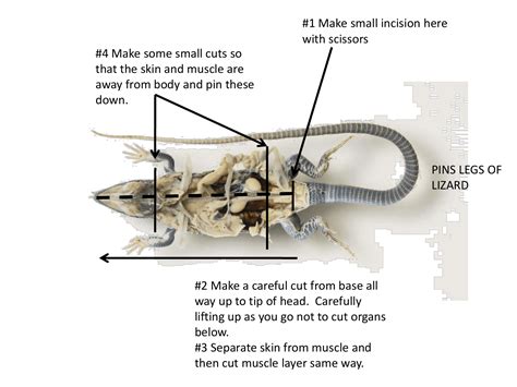 Monitor Lizard Digestive System At Brenda Edmonds Blog