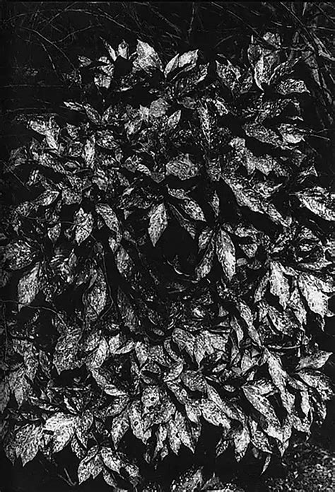 中平卓馬 作品 五部 知乎