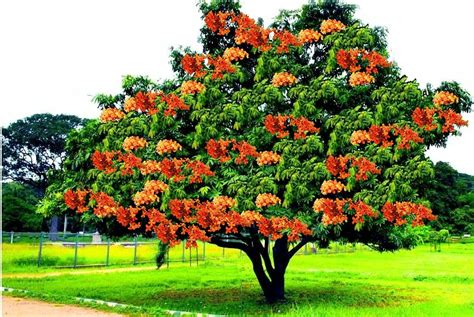 Ashoka And Nettilingam The Pipal Tree Has Gone To Other Two Religions And Become The Basic Of