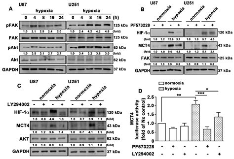 Monocarboxylate Transporter 4 Regulates Glioblastoma Motility And Monocyte Binding Ability