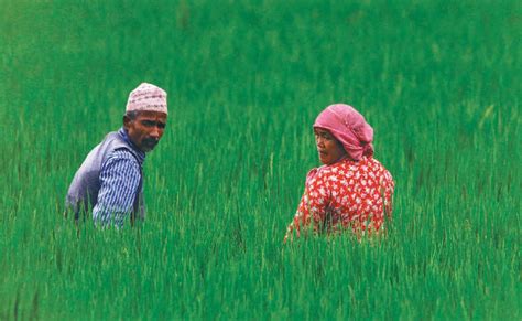 Farmers Complain Of Urea Shortage Nationwide Government Says Itll Get