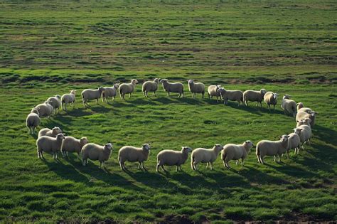 A Group Of Sheep In A Circle Premium Ai Generated Image