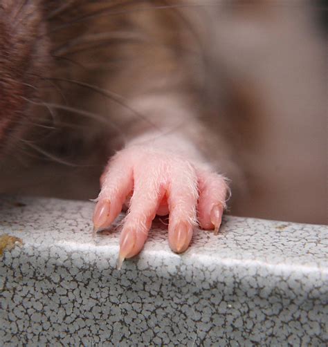 Rat Paw By Nickistock On Deviantart