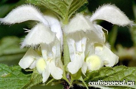 some white flowers with green leaves in the background