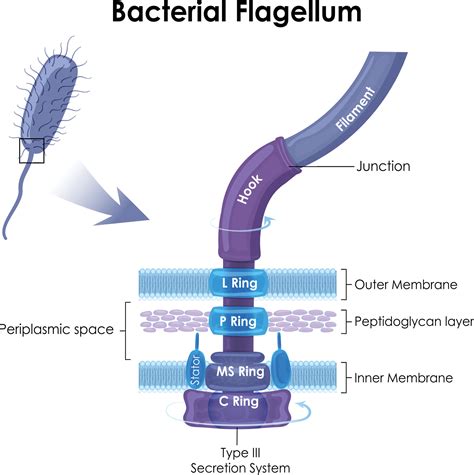 Bacterial Flagellum Is A Tail Like Structure 39316586 Vector Art At