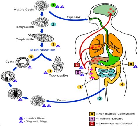 Entamoeba Histolytica Life Cycle Diseases Lab Diagnosis Microbe Online