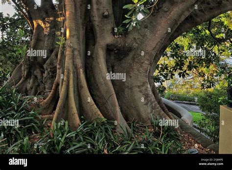 Buttress Roots Trunk And Massive Low Branches Of A Large Old Moreton Bay Fig Tree Ficus