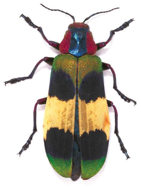 Chrysochroa Corbetti