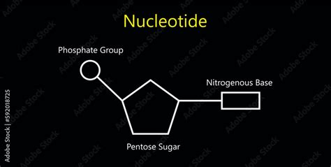 Chemical Structure Of Dna Nucleotide Three Parts Of A Nucleotide