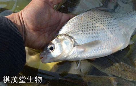 引起鱼类肝胆疾病的原因和防治措施水产保肝利胆良药五黄粉 五黄散的作用 饲料