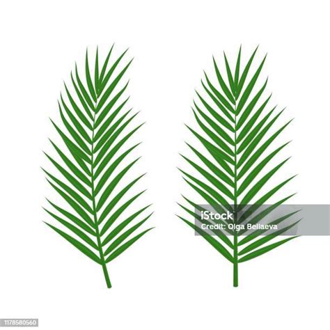 흰색 배경에 고립 된 열대 야자수 잎의 벡터 세트입니다 여름 디자인 인쇄 해변 파티 포스터녹색 정글 이국적인 잎 자연 꽃