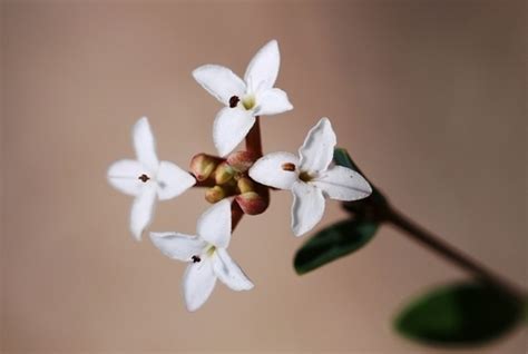 Pimelea Filiformis