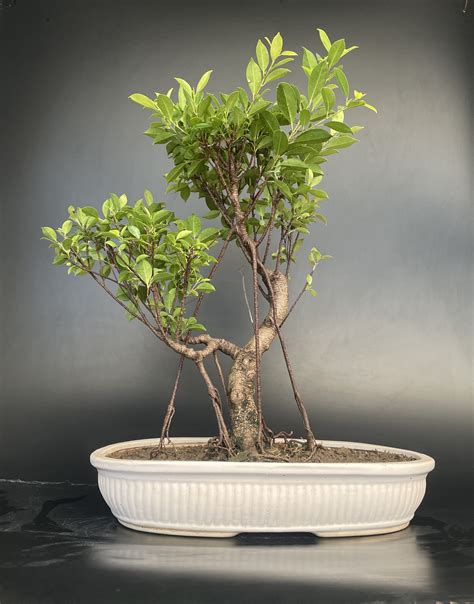 Ficus Microcarpa Large Buy Bonsai Online Delhi India