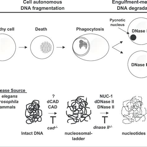 Pdf Dnase Ii Genes Enzymes And Function