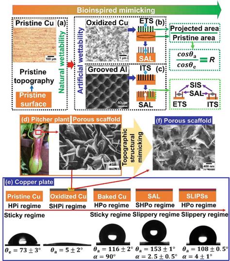 Bioinspired Smart Surfaces And Droplet Dynamics A Brief Review Intechopen