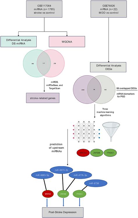 Frontiers Identification Of A Mirnamrna Regulatory Network For Post Stroke Depression A