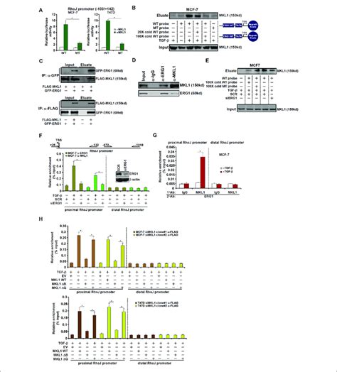 Mkl1 Is Recruited By Erg1 To Activate Rhoj Transcription A Wild