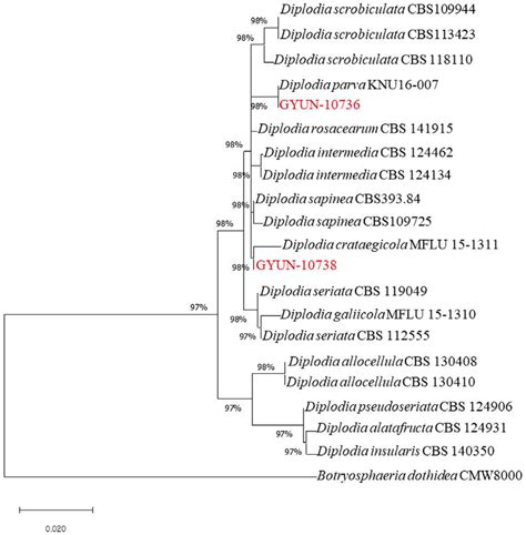 The Phylogenetic Tree Was Constructed Using A Concatenated Internal