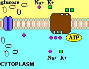 Active Transport Animation 
