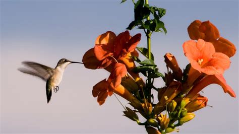 Hummingbird Migration Map 2025 See When Where In Oklahoma